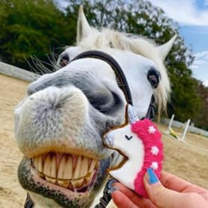 Horse Treats – Tack Shack Of Ocala